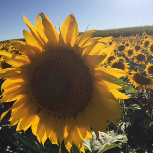 Jen's Closet (@lolico) | Poshmark